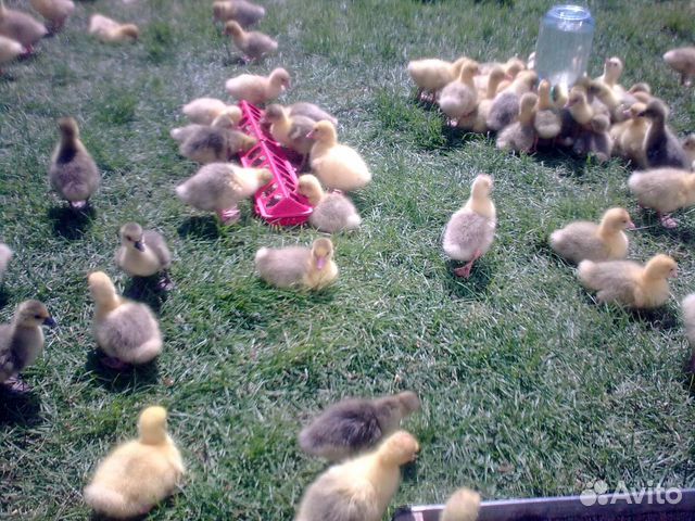 Гусята,утята