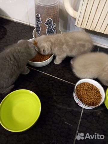 Лиловый мраморный мальчуган 1,5 месяца