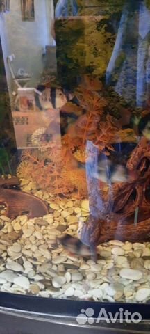 Аквариумные рыбки бесплатно