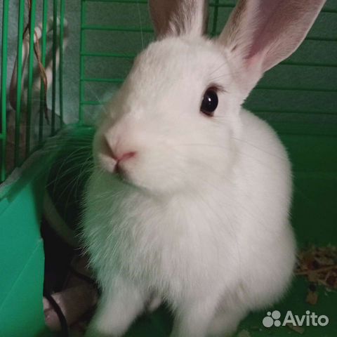 Декоративные кролики