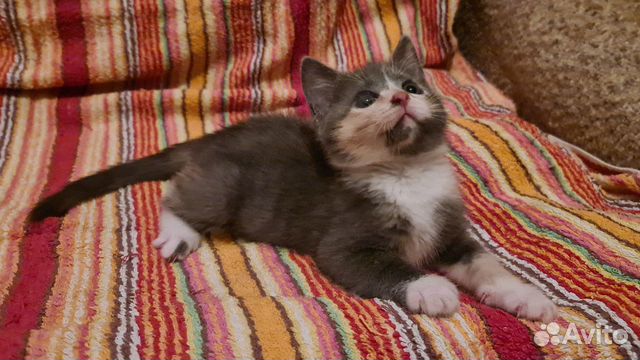 Котенок 2 месяца, Мэгги