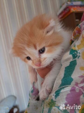 Котик