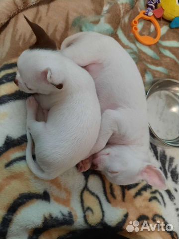 Щенки чихуахуа