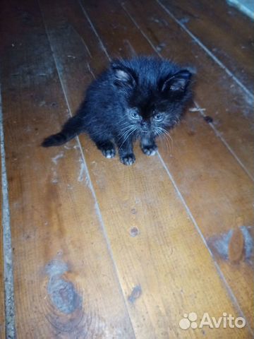 Котенок девочка