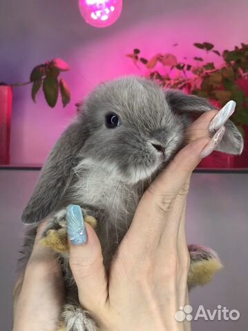 Декоративные кролики