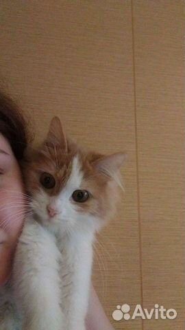 Рыжий с белым котёнок 7 месяцев