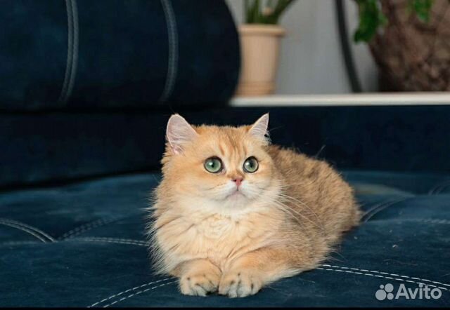 Кошка бывший производитель в добрые руки