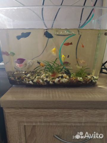 Аквариумные рыбки