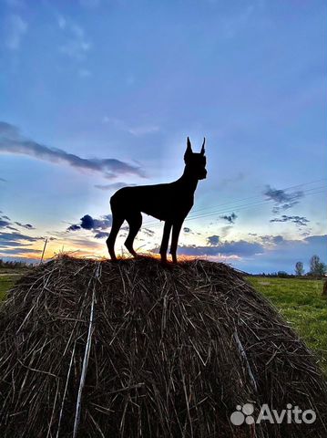 Доберман Мира