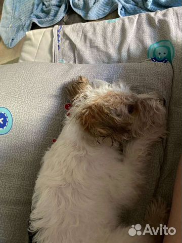 Фокстерьер жесткошерстный