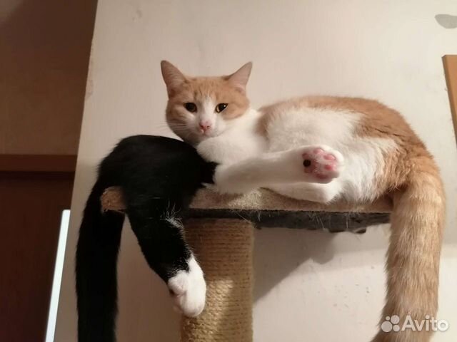 Кошка Персея в добрые и ответственные руки