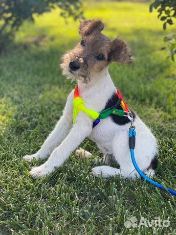 Фокстерьер