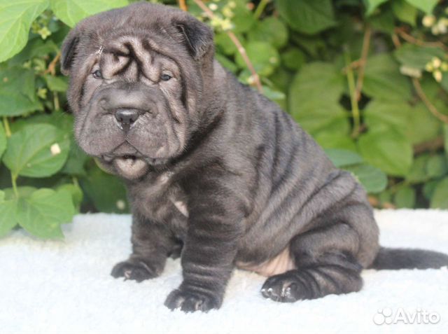 Голубогенная девочка