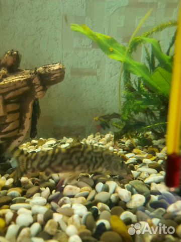 Мраморная боция