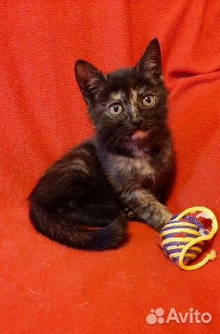 Котёнок-девочка Очаровашка