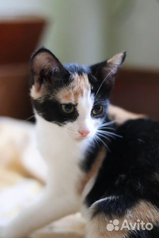 Трехцветная кошка счастья