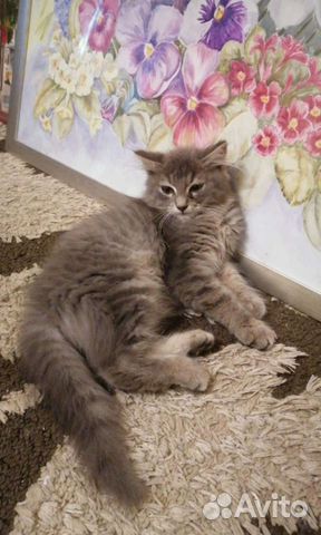 Котенок в дар