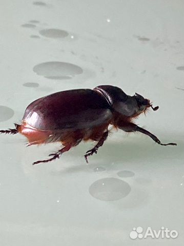 Жук-носорог живой самка