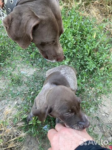 Щенки курцхаара