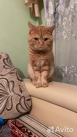 Шотландский кот вязка
