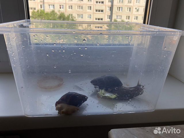 Улитки аквариумные ахатины