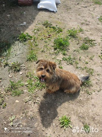Собака Йорик