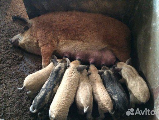 Венгерская мангалица