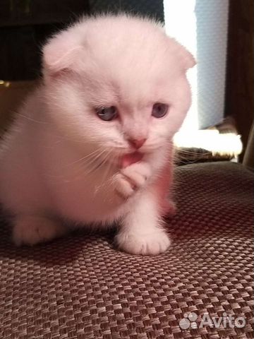 Котенок белоснежный скотиш фолд