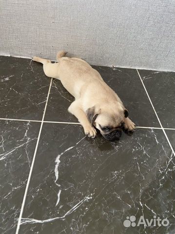 Мопс