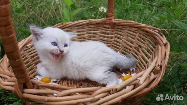 Месячный котенок девочка