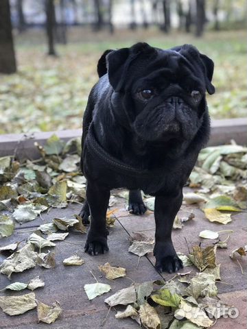 Вязка мопс Чемпион