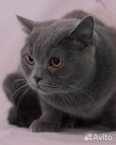 Британская кошка