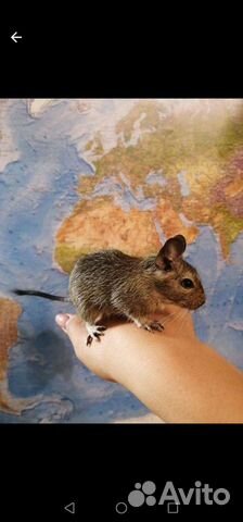 Дегу бельчата