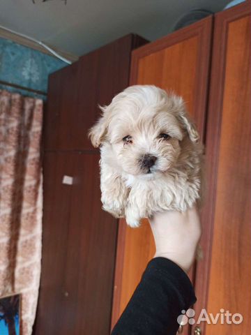 Мальтипу Ф1 Микро малыши