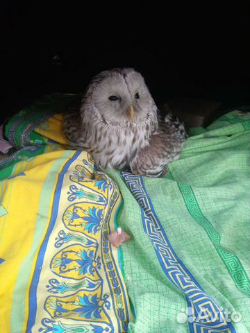 Отдам даром в добрые руки