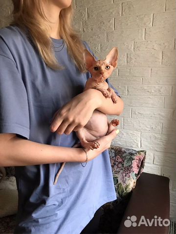 Котёнок Канадсий Сфинкс. Солнечный мальчик