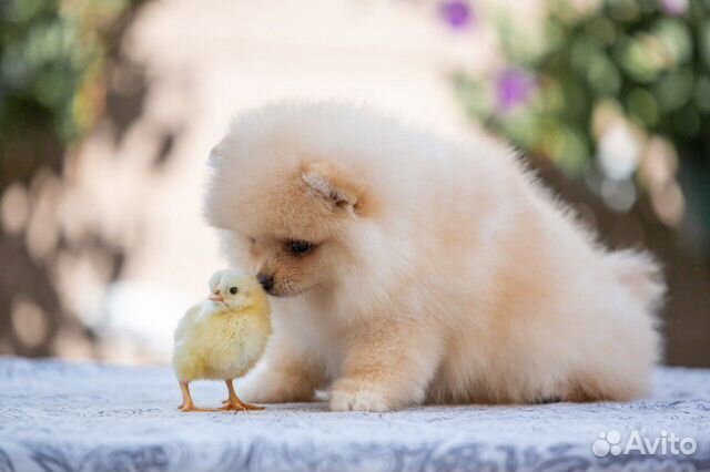 Щпицадетки