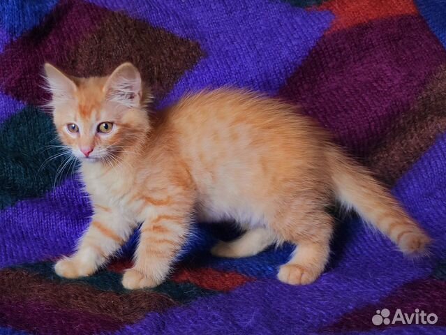 Котенок В добрые руки