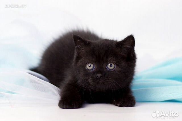 Британец котик