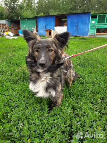 Гася в добрые руки