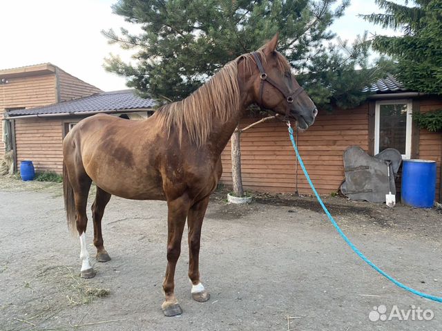 Голштинская кобыла