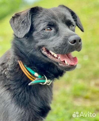 Чарли ищет семью