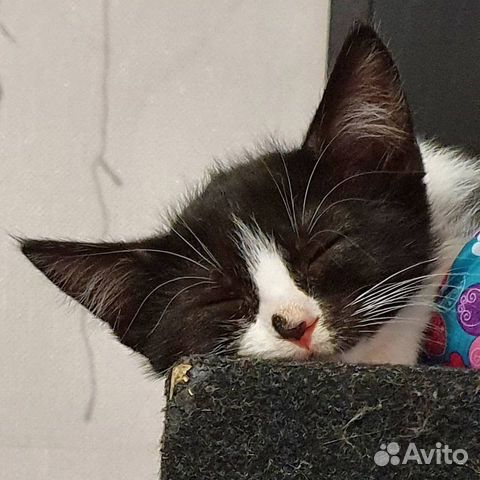 Муся ждет родителей