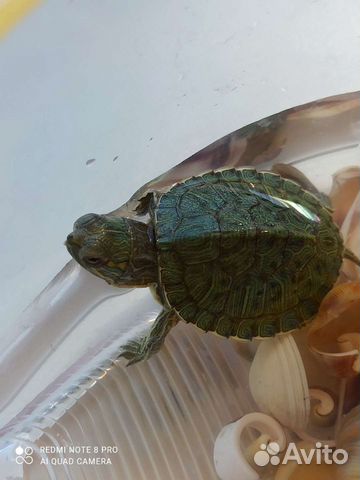 Черепаха бесплатно