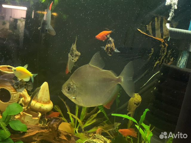 Скалярии и Метиннис