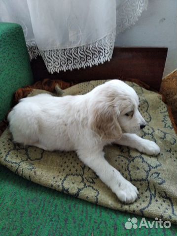 Щенки спаниельки