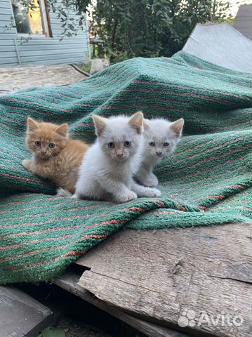 Котята