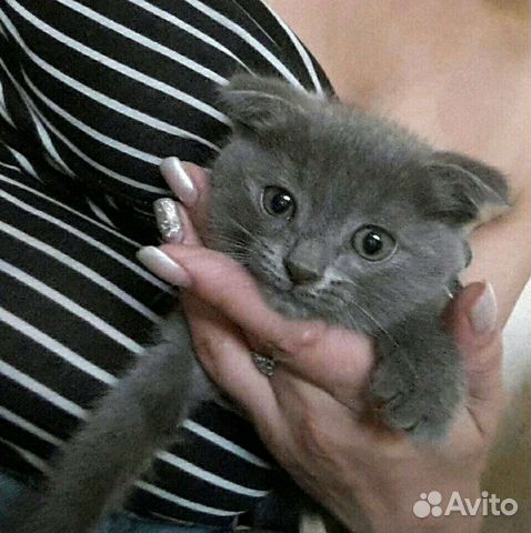 Шотландские котята