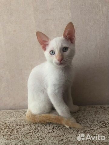 Котята в добрые руки бесплатно