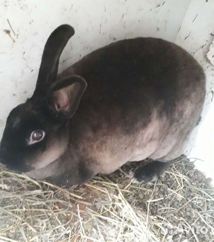 Рекс самка сукрольная